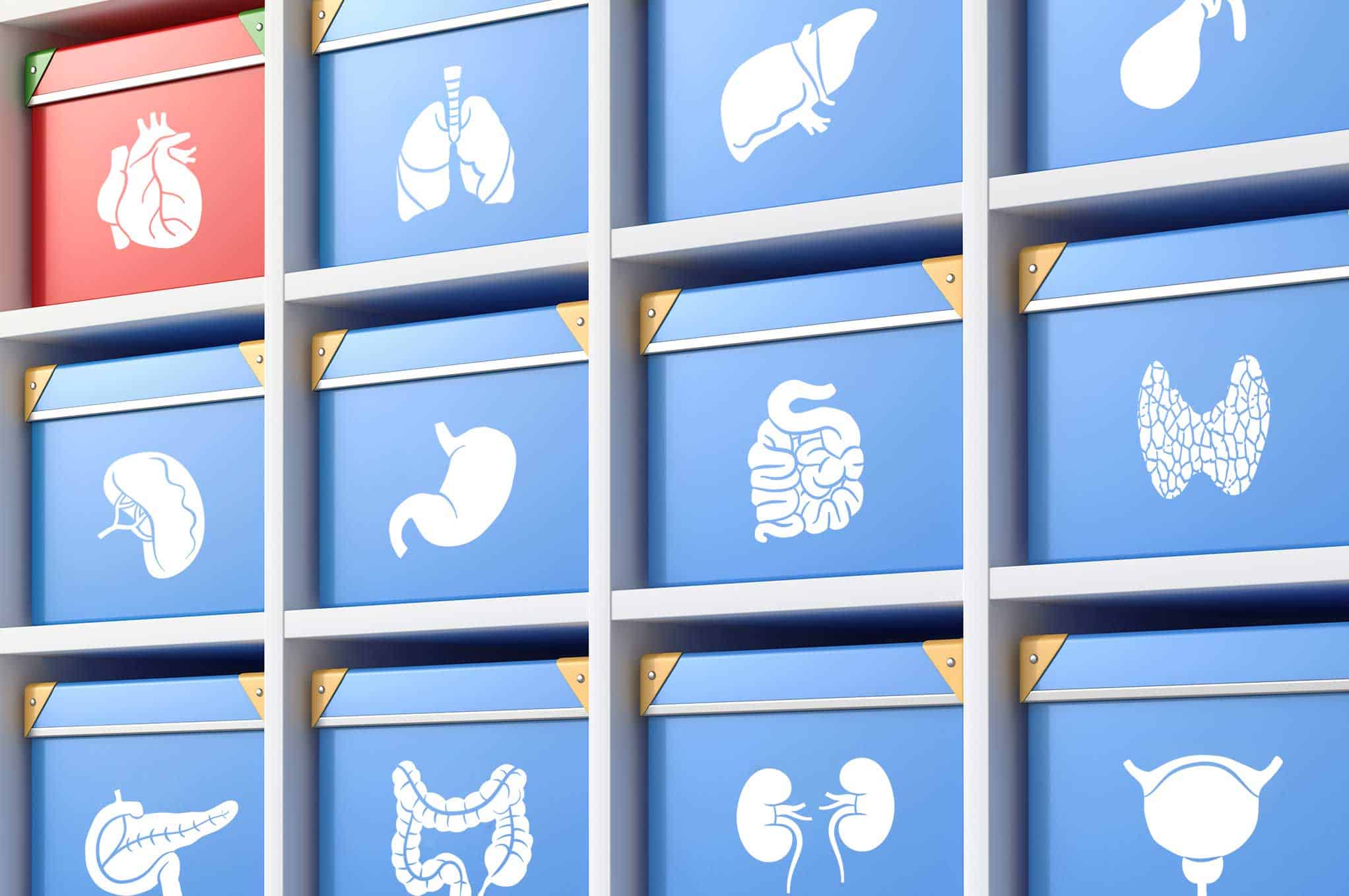 Organs on Ice - Proto Magazine